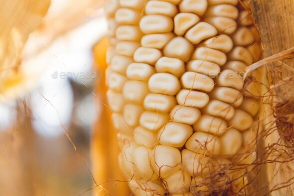 Mexican woman torturing corn mace on a metate and wood stove to make ...