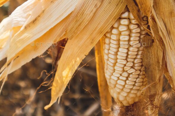 Mexican woman torturing corn mace on a metate and wood stove to make ...