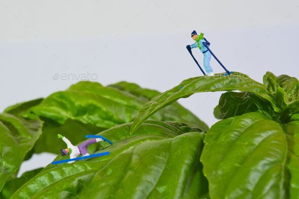 skier, ski accident, on a giant basil plant, mammoth basil, Neapolitan ...