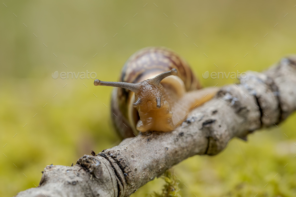 Snail slowly creeping along super macro close-up Stock Photo by cookelma