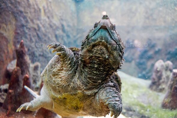 Closeup of an alligator snapping turtle, Macrochelys temminckii ...