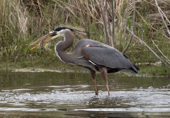 Great Blue Heron eating a fish in the Central Park Lake, Carmel Indiana ...