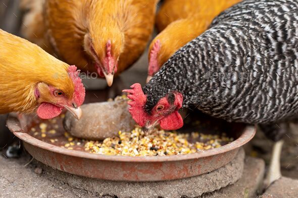 Closeup of group of chicken eating food from metal bowl in the farm ...