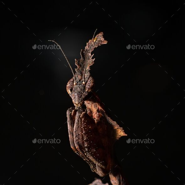 Macro shot of a Phyllocrania paradoxa before the black background Stock ...