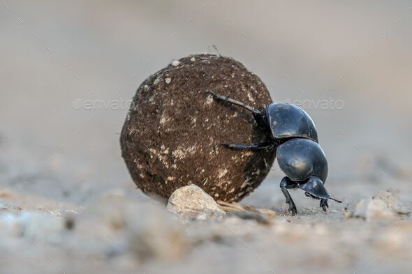 Dung beetle rolling a dung ball Stock Photo by wirestock | PhotoDune