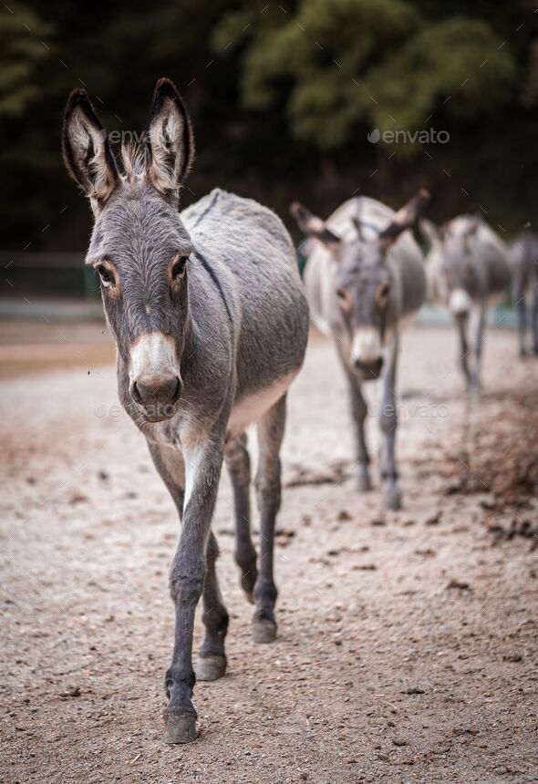 Vertical closeup of donkeys walking on the dusty road blurred dark ...