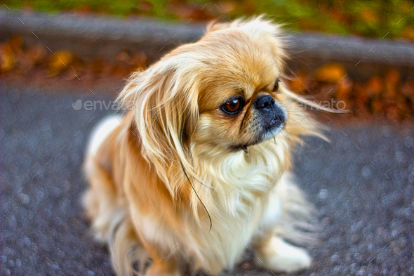 Closeup of an adorable pekingese dog Stock Photo by wirestock | PhotoDune