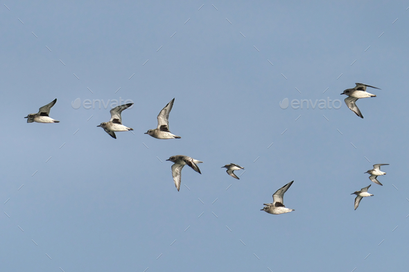 Flock of grey plovers flying in the sky Stock Photo by wirestock ...