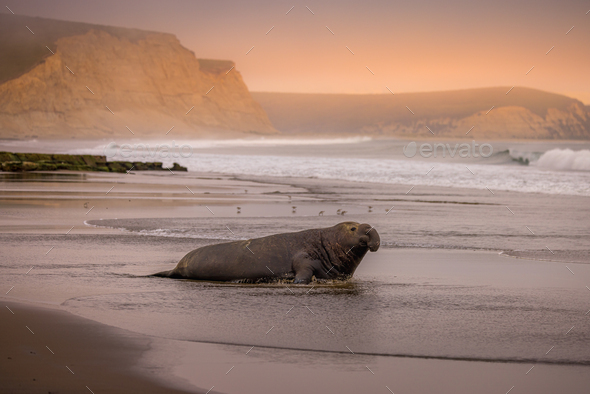Elephant seal on the coast of the wavy sea at Point Reyes National ...