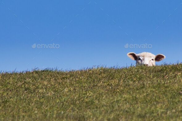 Closeup of a white lamb of Texel sheep looking out from behind a green ...