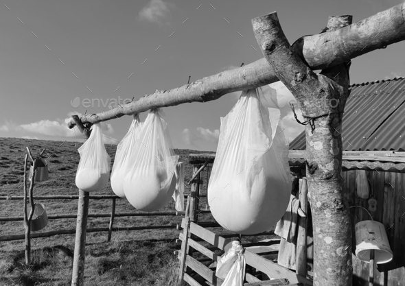 Old traditional way of cheese making by drying it in sheepfolds Stock ...