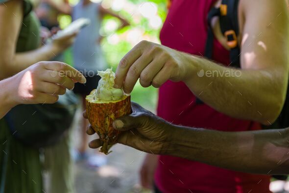 Closeup shot of people's hands eating cacao pod pulp together Stock ...