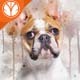 Animal Art Photo Effect Photoshop Actions, Add-ons | GraphicRiver