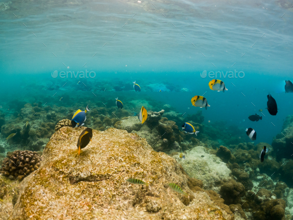 corals and tropical fish underwater sea life Stock Photo by melis82