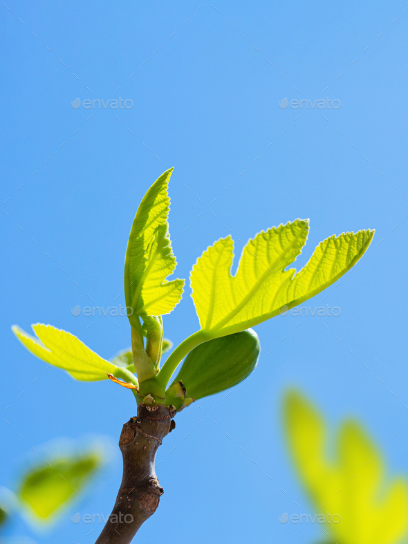 Fig tree sprouts and green figs in spring sunny weather Stock Photo by ...