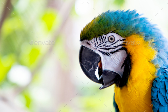 Blue Rainforest Parrot