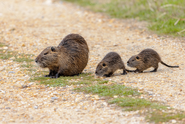 Nutria aquatic rodent with young Stock Photo by CreativeNature_nl ...