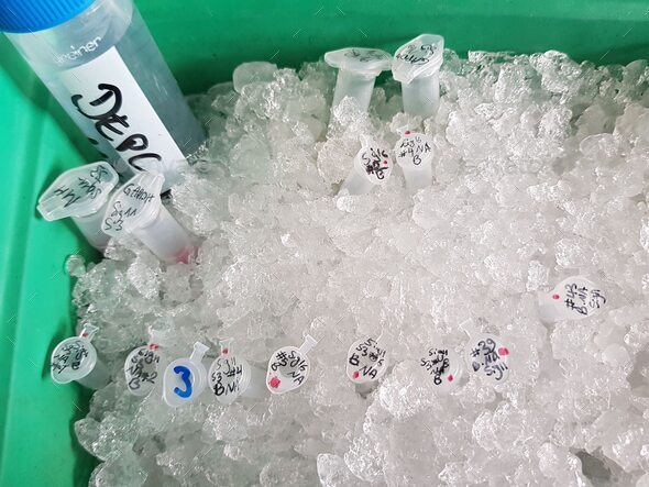 Top view of scientific samples in labeled eppendorf tubes on ice inside ...