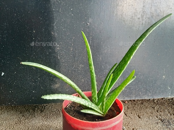 Ayurvedic Indian aloe vera plants are planted in a red plastic pot ...