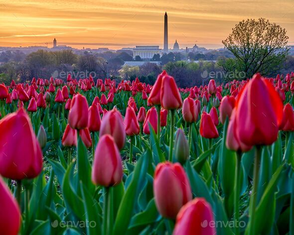 Tulips in Washington DC Stock Photo by wirestock | PhotoDune