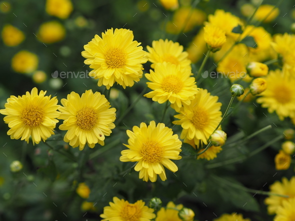 Bush Chrysanthemum indicum Dendranthema morifolium, Flavonoids,Closeup ...