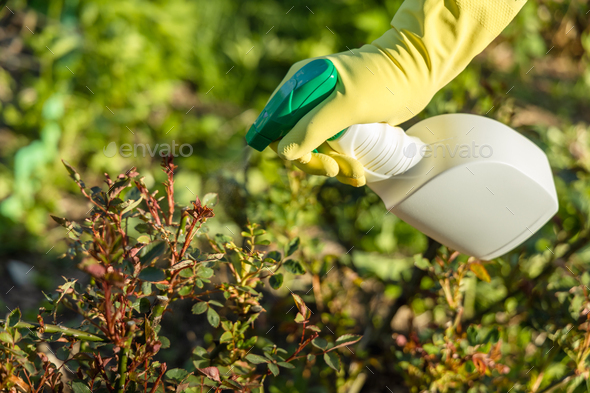 Treatment of roses from pests, aphids and fungi. Remedy for roses from ...