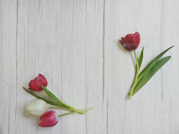 neutral white wood background and some tulips Stock Photo by ...