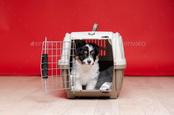 Cute puppy inside a travel carrier box for animals. Dog transportation ...