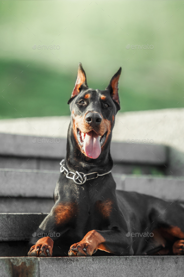 Doberman dog outdoor. Dog on a walk in summer. Dog in the park. Stock ...