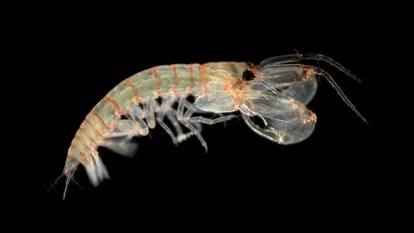 Small Crustacean of the Genus Leptochelia Under a Microscope, Order ...