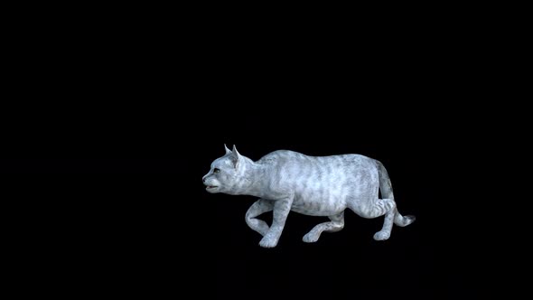 Cat Sneak Walk, Motion Graphics | VideoHive