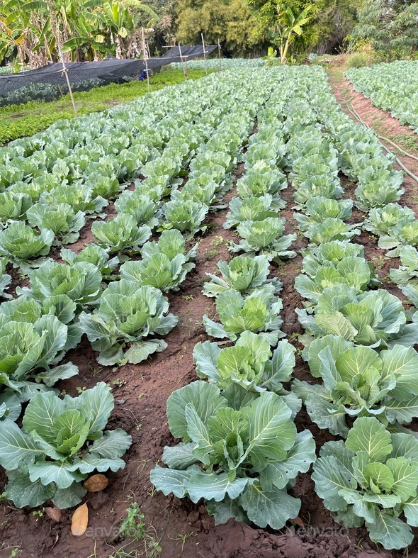 Cabbage Closeup Freshly Growing Cabbage Field Cabbage Harvest Concept Toned With Color Filter