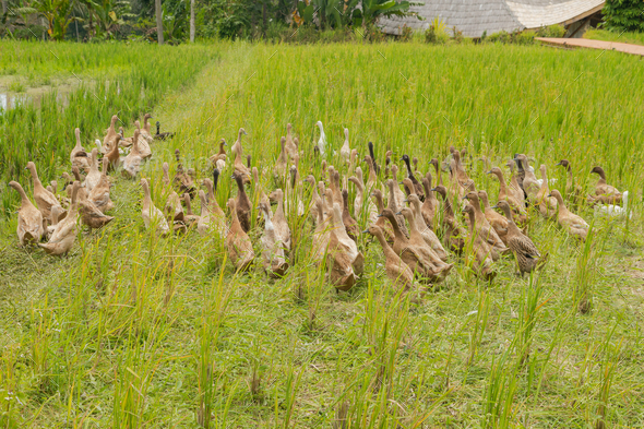 Flock of ducks on rice fields in countryside, Ubud, Bali, Indonesia ...