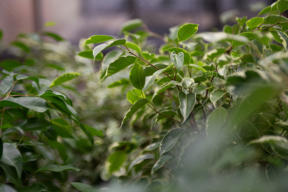 Closeup photography of ficuses buds in pots at greenhouse. Background ...