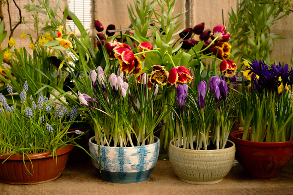 Spring flowers in pot in a row Stock Photo by denira21 | PhotoDune