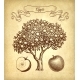 Apple Tree and Fruits Ink Sketches, Vectors | GraphicRiver