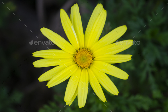 Xanthisma, common name sleepy daisy, interesting natural background ...