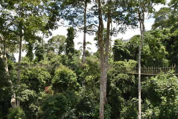 treetop view in a rainforest with some treetop walk ways Stock Photo by ...