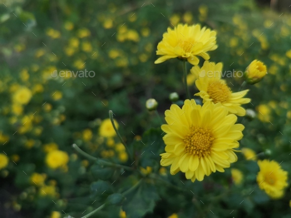 Chrysanthemum indicum Dendranthema morifolium Flavonoids pollen yellow ...