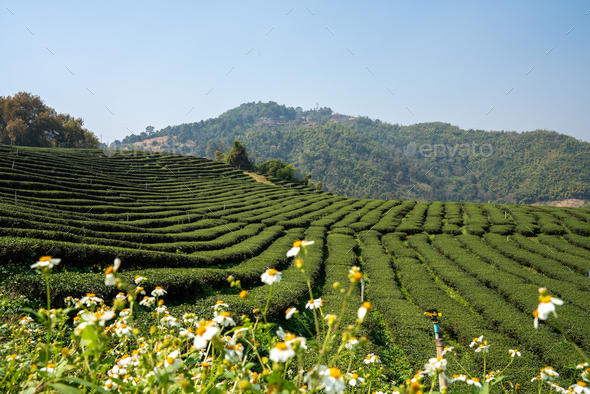 Plantation ecological tea garden. Green tea mountain. tea plantation ...