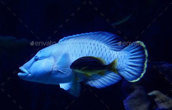 Humphead maori wrasse fish / Napoleon fish swimming marine life Stock ...