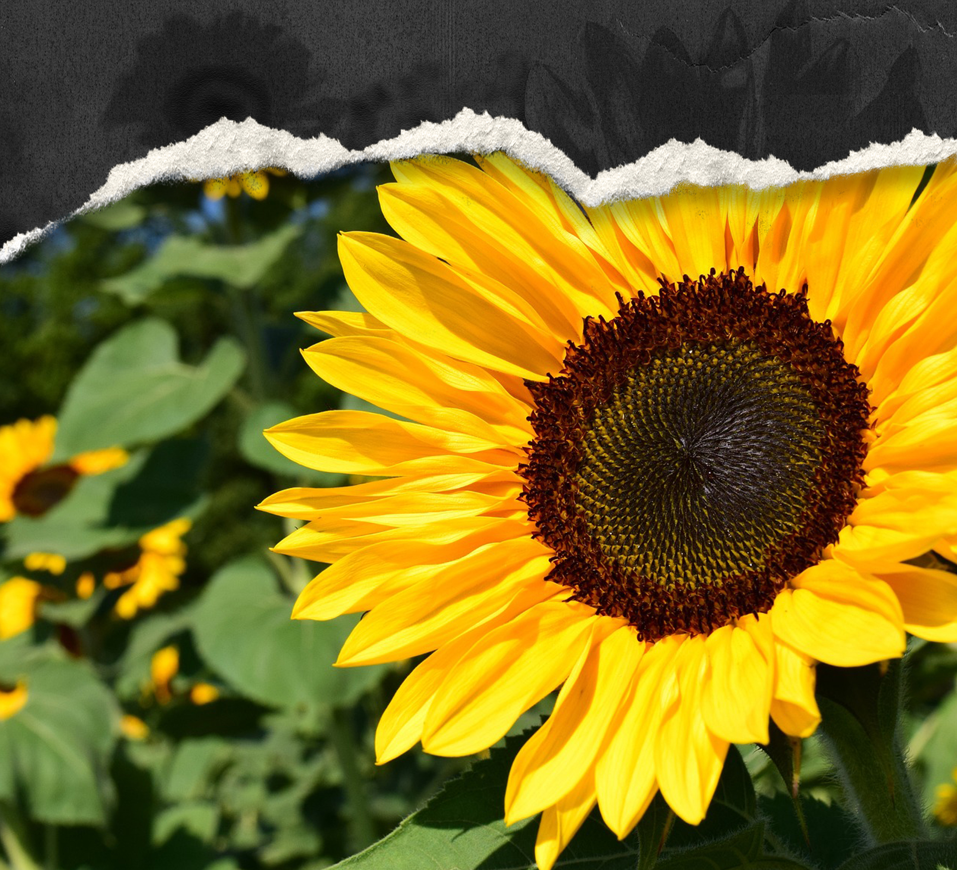 Ripped Paper / Torn Paper Photo Effect Photoshop Template, Add-ons