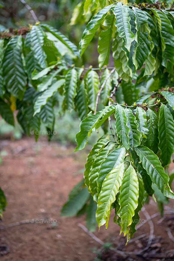 Coffee trees plantation. Organic coffee growing in tropical garden ...