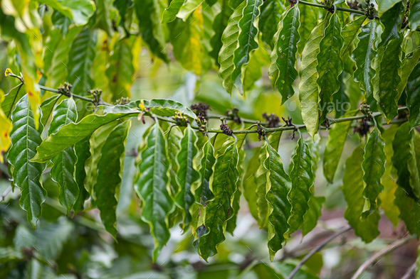 Coffee trees plantation. Organic coffee growing in tropical garden ...