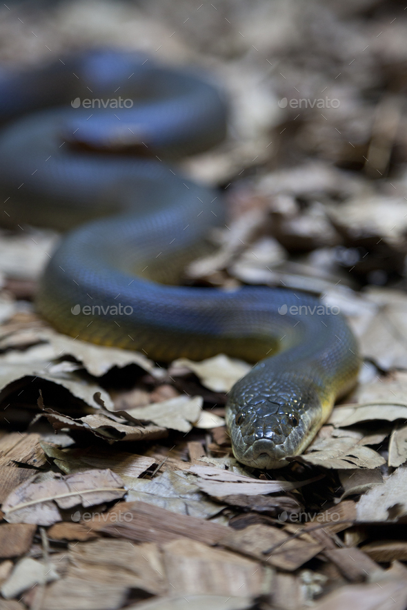 Water python sliding on brown leaves outdoors Stock Photo by ...