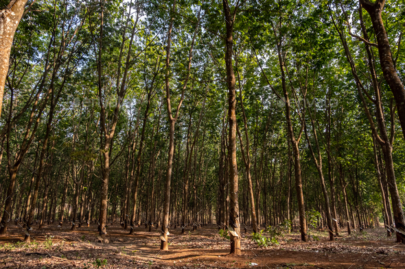 Rubber tree plantation. Rowes of rubber trees in tropical woodland ...