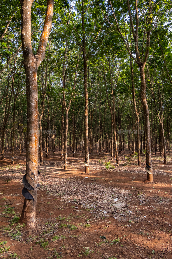 Rubber tree plantation. Rowes of rubber trees in tropical woodland ...