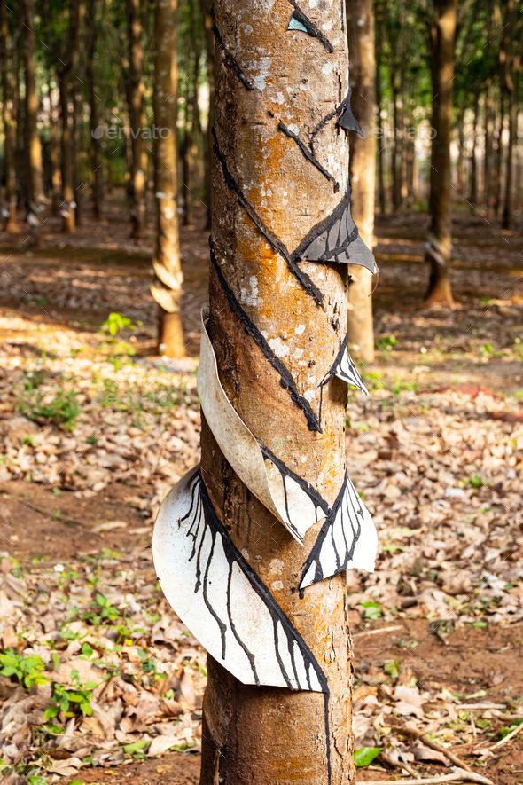Rubber tree on plantation, close-up. Collecting latex from rubber tree ...