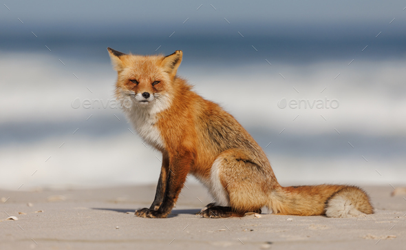 A Red Fox on the Beach Stock Photo by harrycollinsphotography | PhotoDune