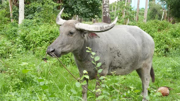Water Buffalo Standing Among Green Vegetation. Large Well Maintained ...